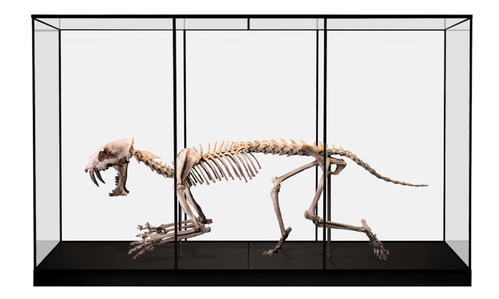 AXS Showcase System | Gaylord Archival